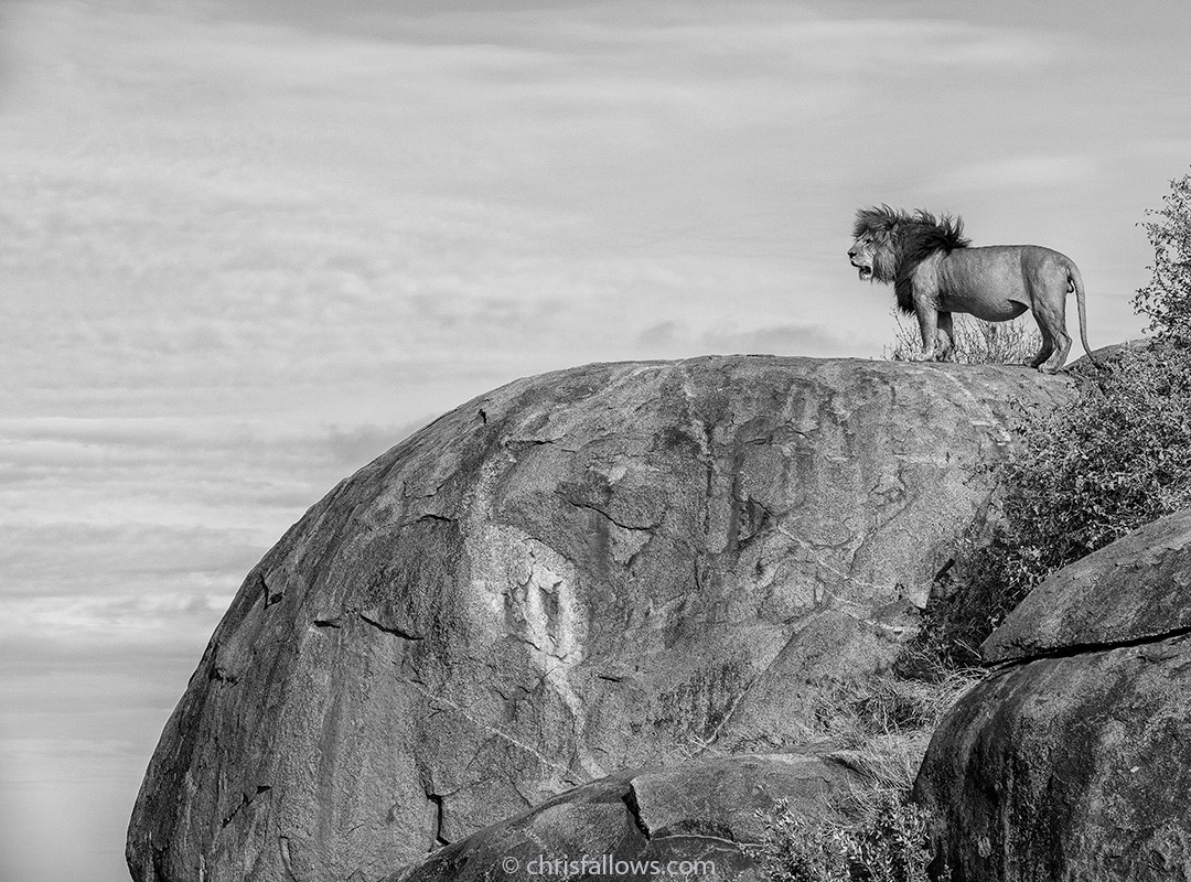 Bob Junior, A Tribute to an Icon of the Serengeti - Chris Fallows